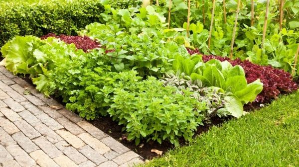 Encino siempre verde: cuidados y características | Grupo Viverista ...