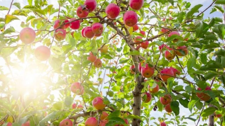 Árbol de manzano: características y cuidados | Grupo Viverista Mundo Verde