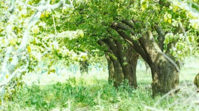 Árbol de manzano: características y cuidados | Grupo Viverista Mundo Verde