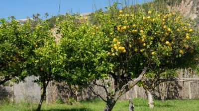 Encino siempre verde: cuidados y características | Grupo Viverista ...