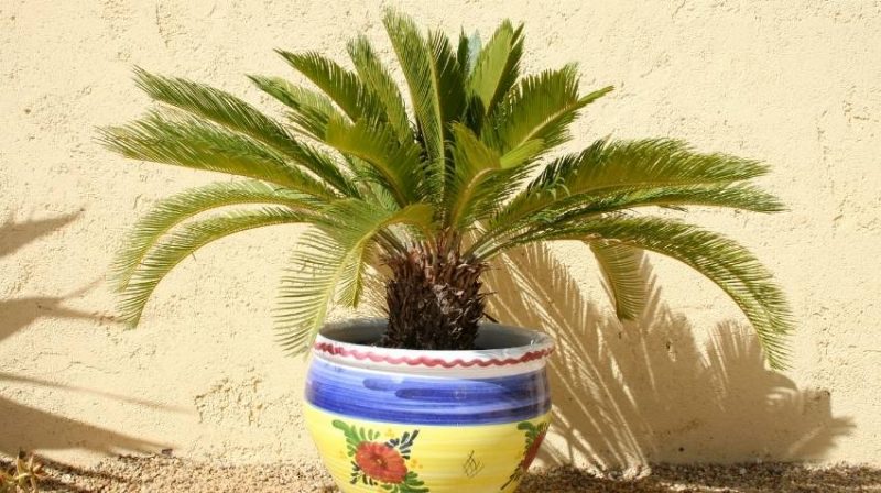 Palma cica precio, cuidados y más | Grupo Viverista Mundo Verde