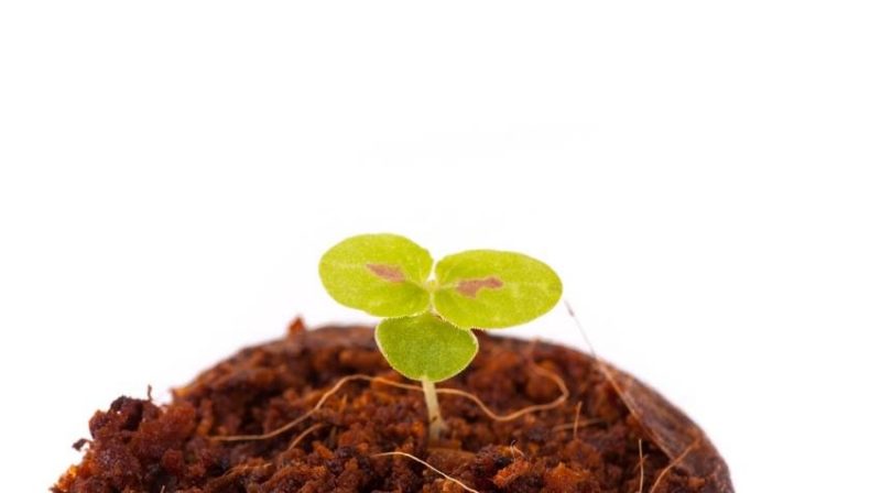 ¿Que es un sustrato y qué tipos de sustrato hay? | Grupo Viverista ...